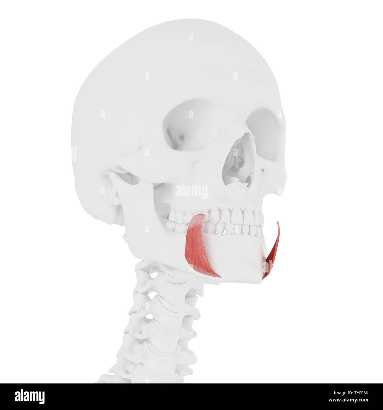 3d rendered medically accurate illustration of the Depressor Anguli ...