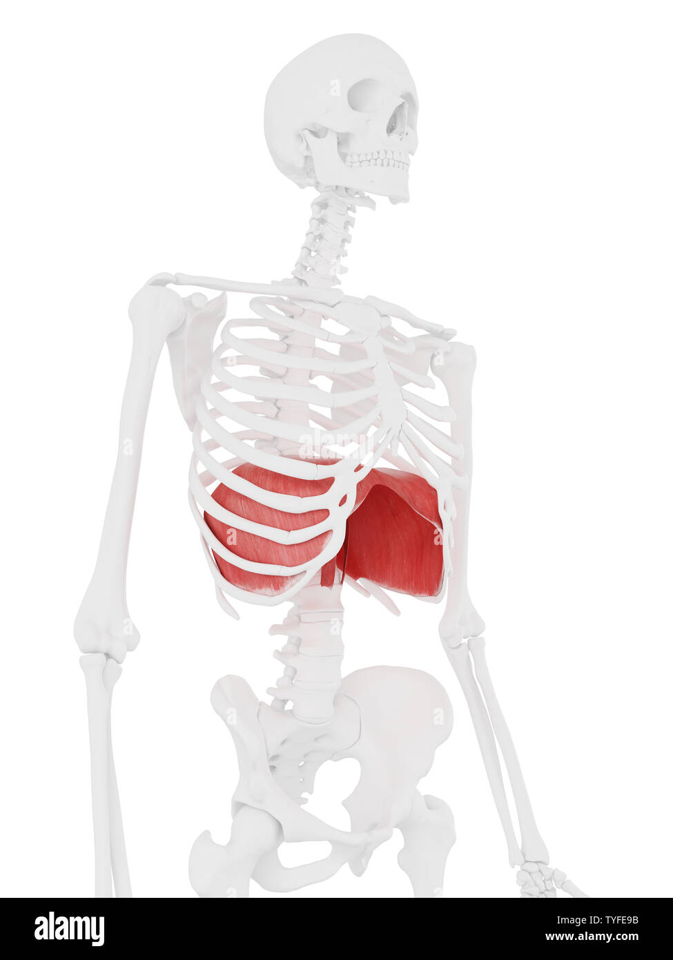 Diaphragm diagram hi-res stock photography and images - Alamy