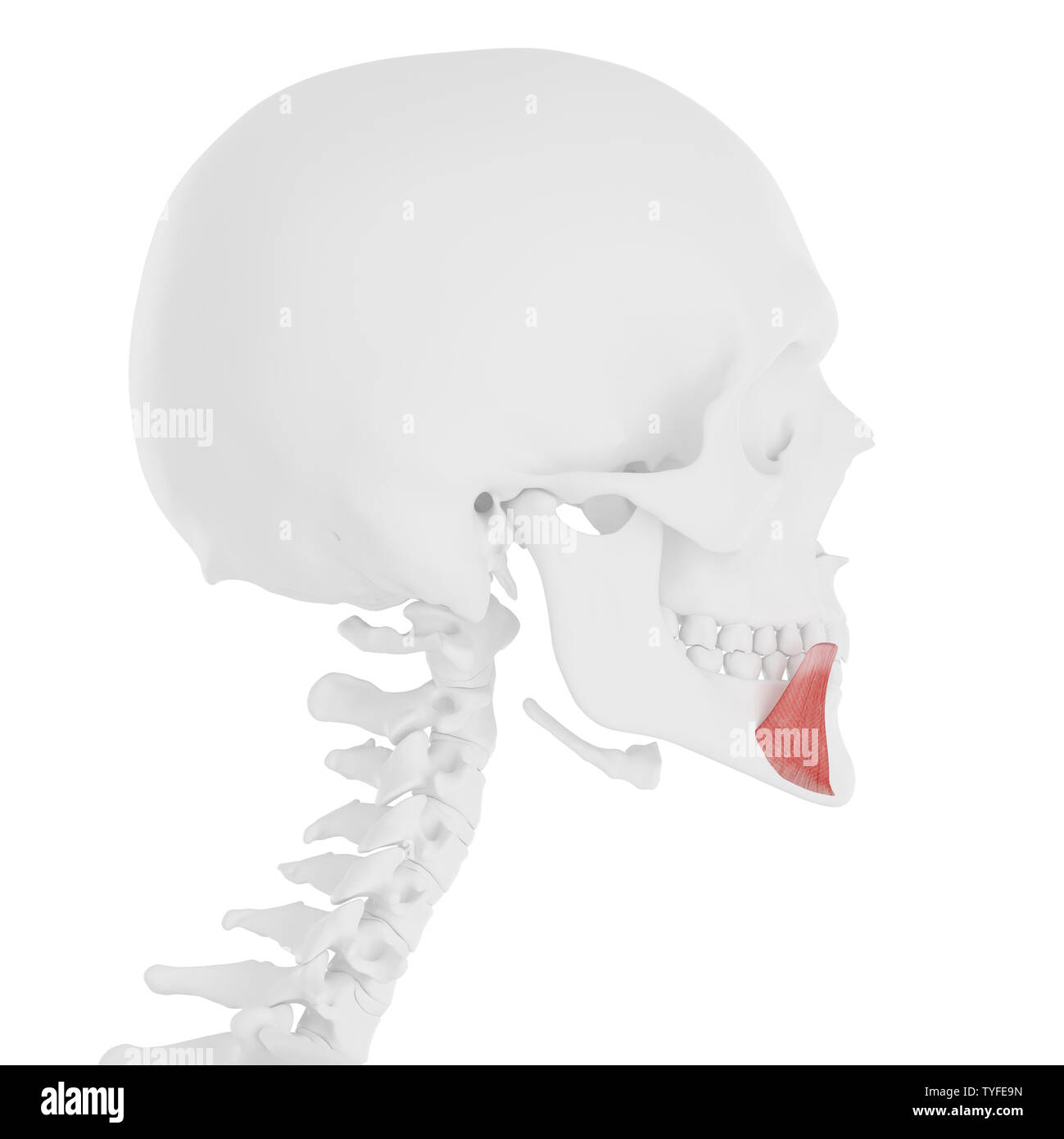 3d rendered medically accurate illustration of the Depressor Anguli ...