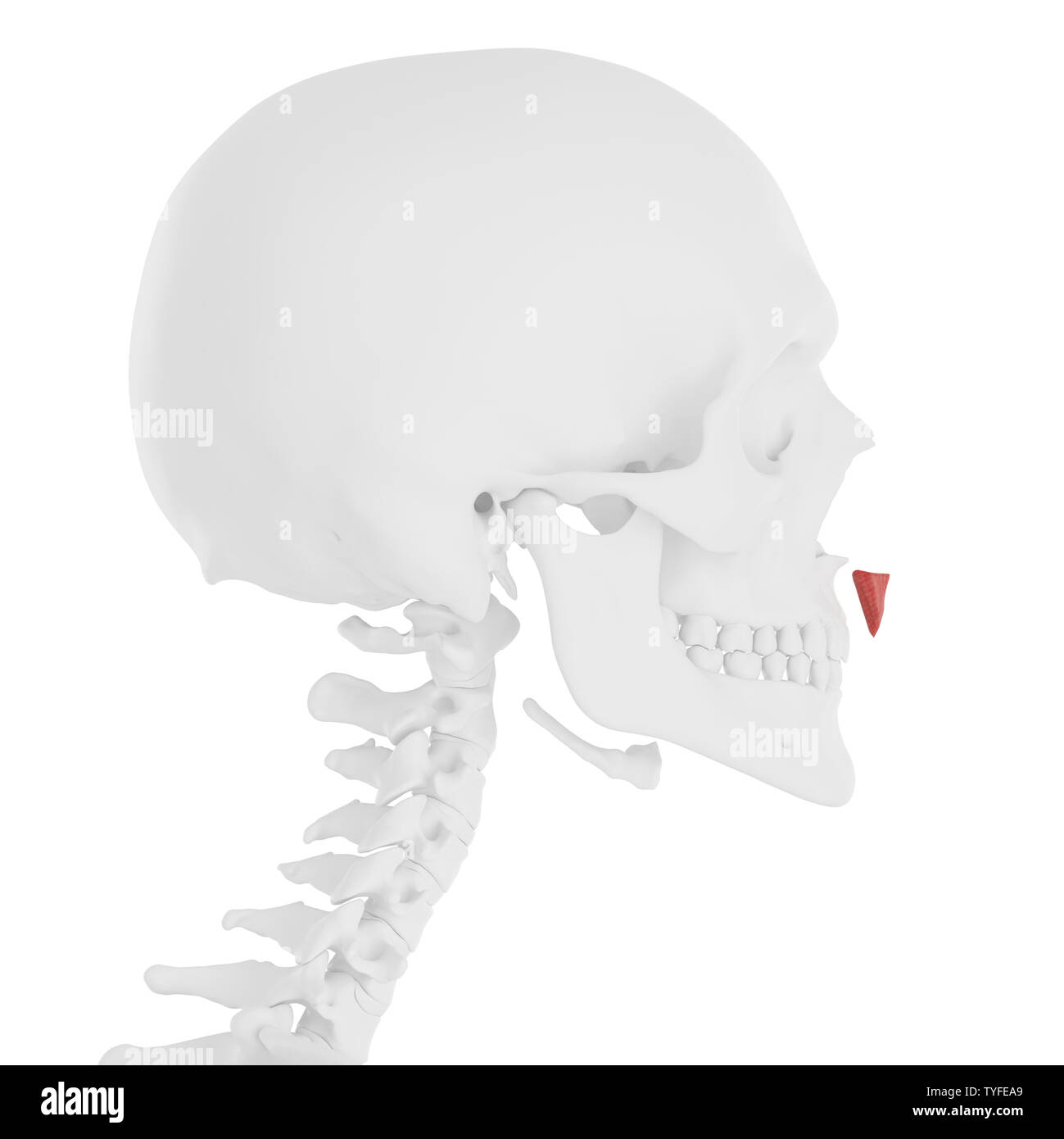 3d rendered medically accurate illustration of the Depressor Septi Nasi ...