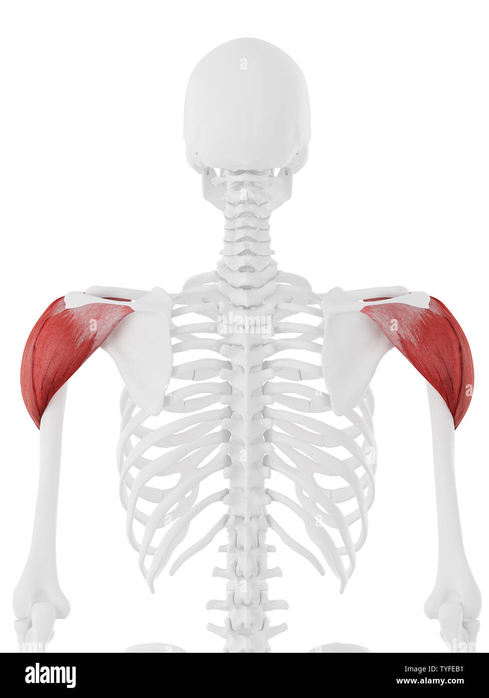 Posterior deltoid hi-res stock photography and images - Alamy
