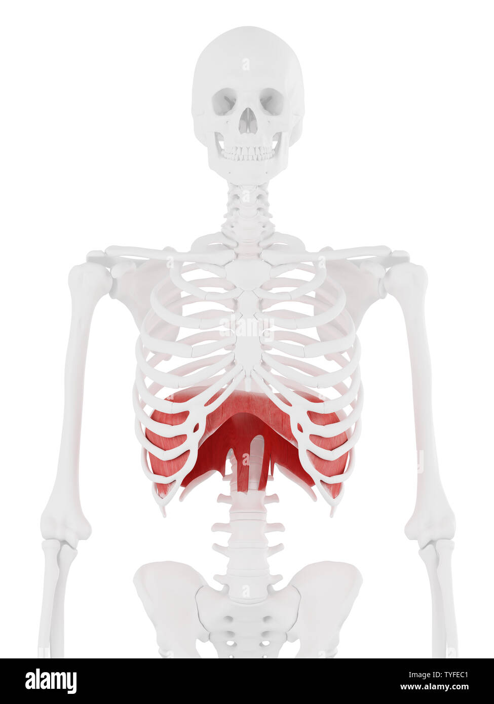 Diaphragm Diagram High Resolution Stock Photography and Images - Alamy