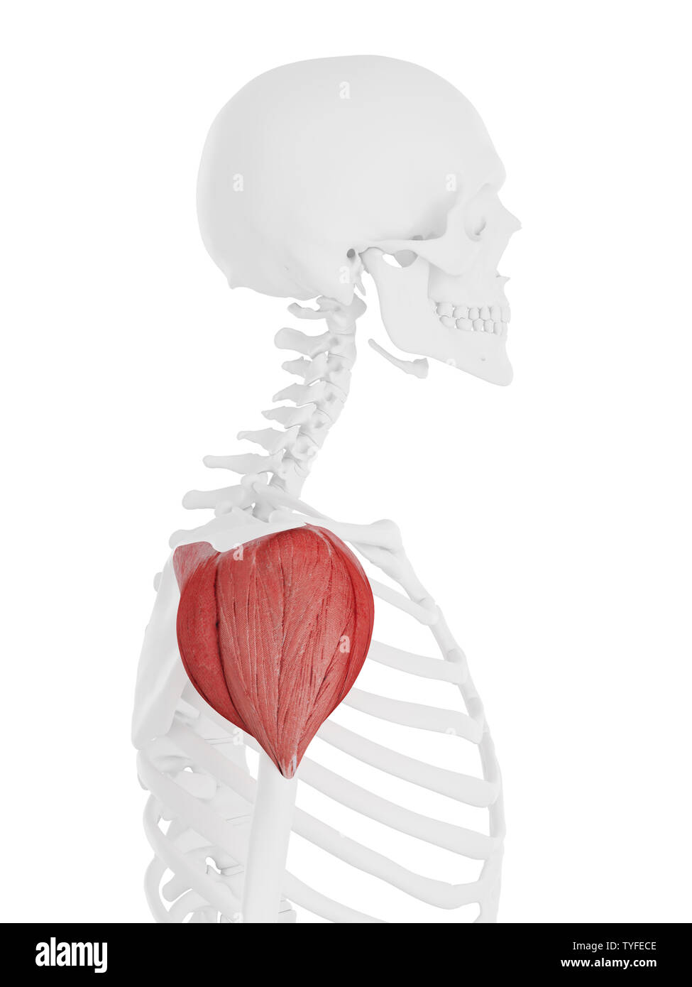 3d rendered medically accurate illustration of the Deltoid Stock Photo ...