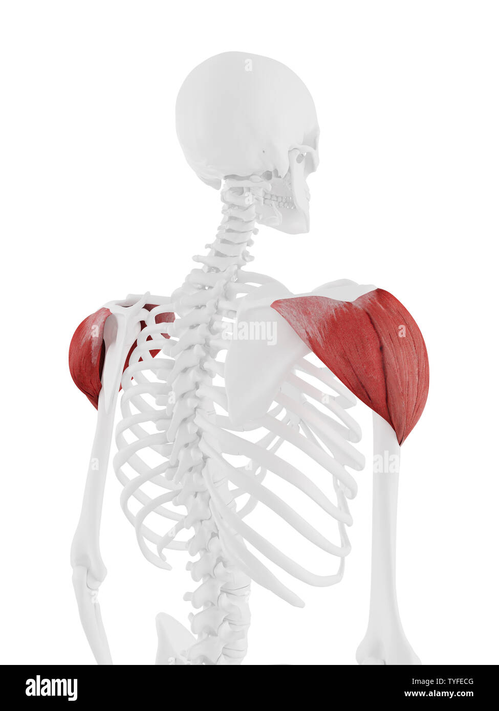 3d rendered medically accurate illustration of the Deltoid Stock Photo ...