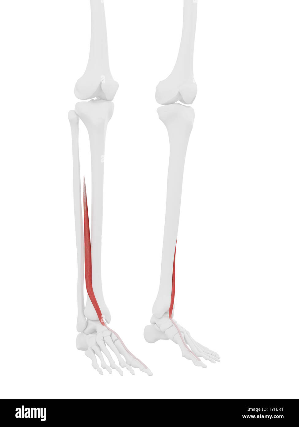 3d rendered medically accurate illustration of the Extensor Hallucis ...