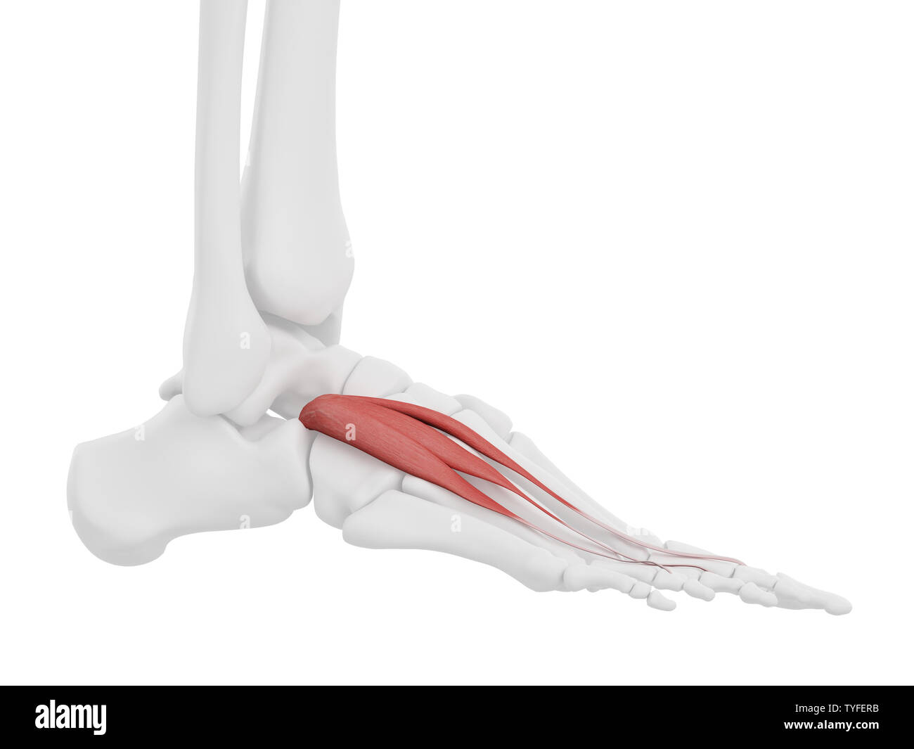 Extensor digitorum brevis muscle hi-res stock photography and images ...