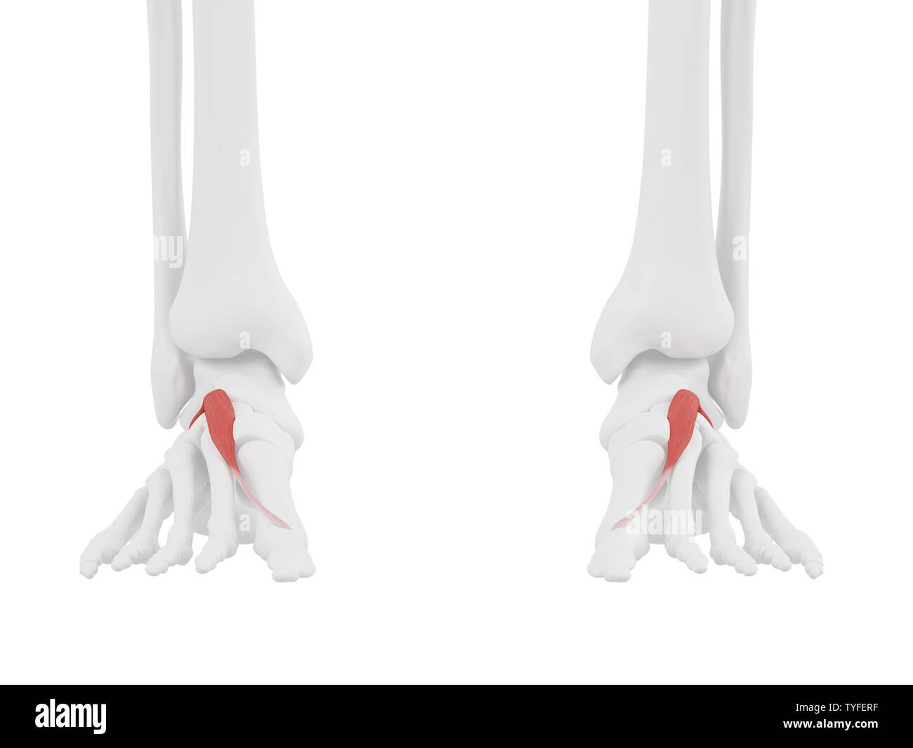 3d rendered medically accurate illustration of the Extensor Hallucis ...
