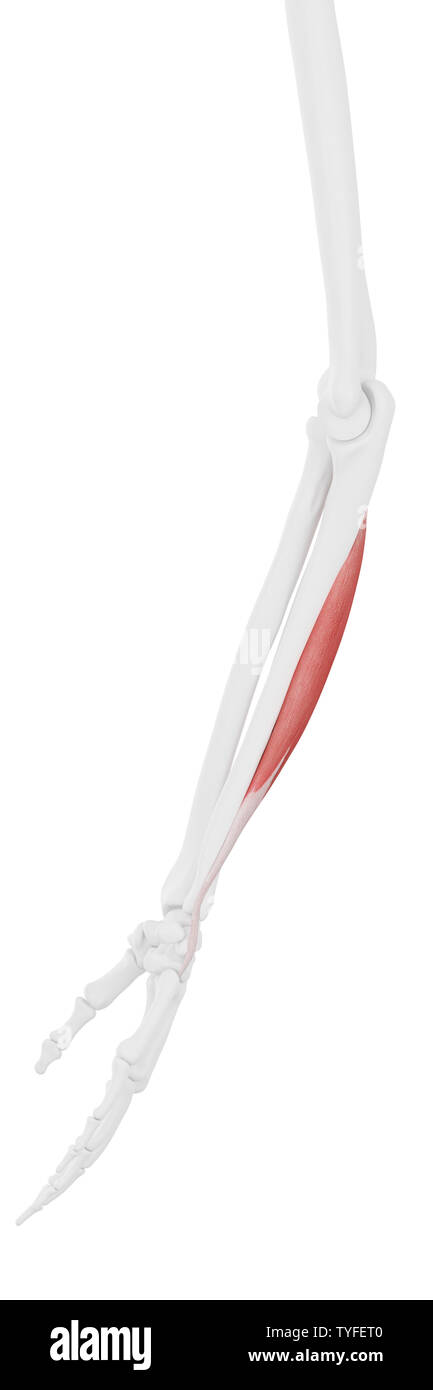 3d rendered medically accurate illustration of the Extensor Carpi ...
