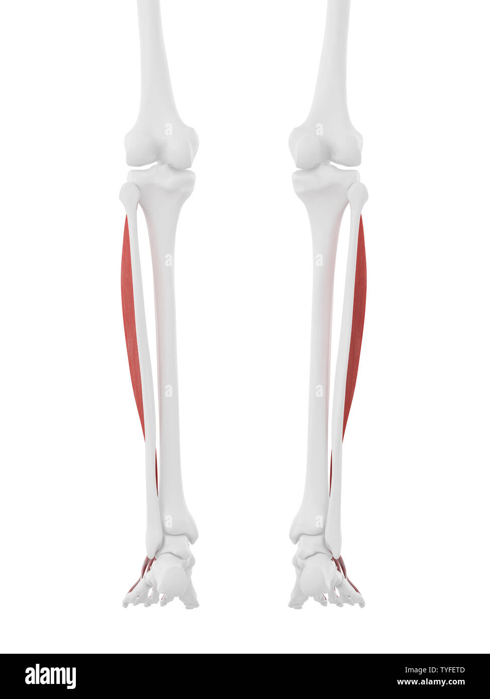 3d rendered medically accurate illustration of the Extensor Digitorum ...