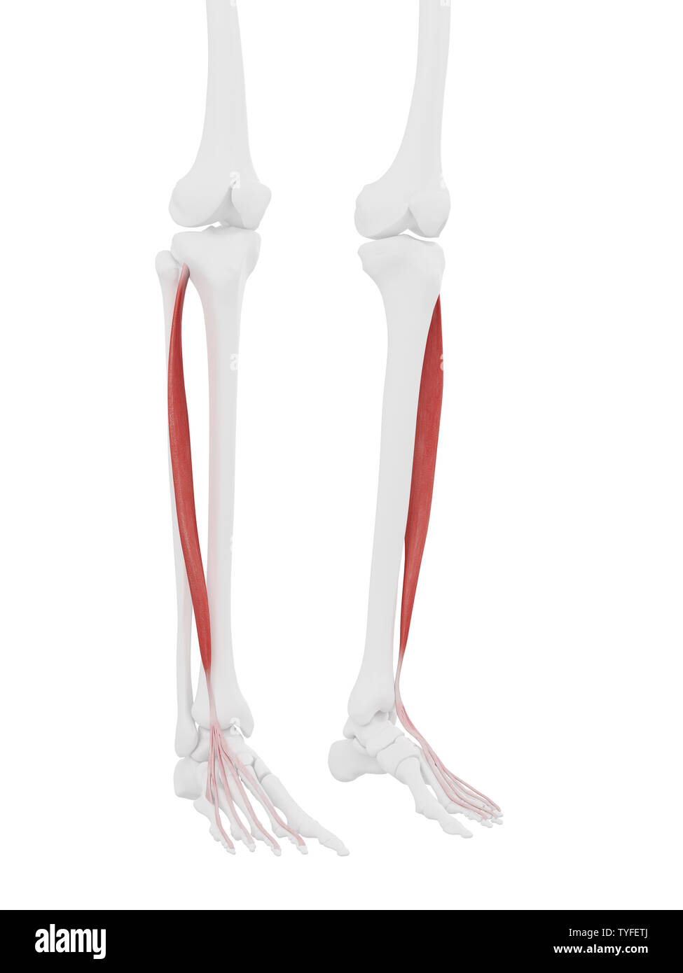 3d rendered medically accurate illustration of the Extensor Digitorum ...