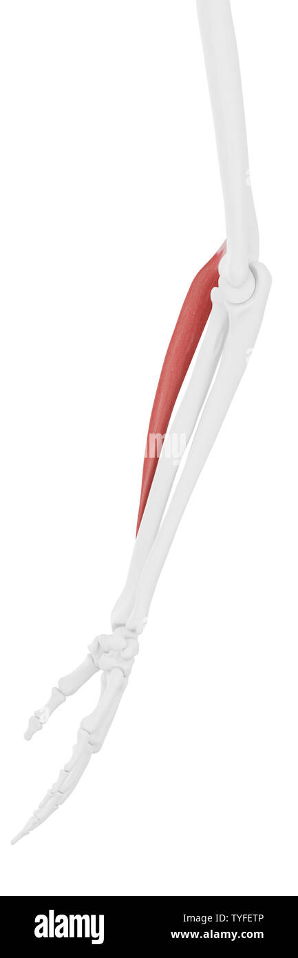 Extensor carpi radialis longus hi-res stock photography and images - Alamy