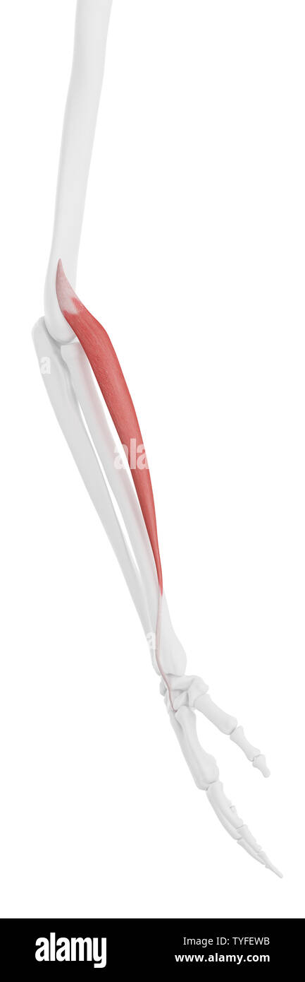Extensor carpi radialis longus hi-res stock photography and images - Alamy