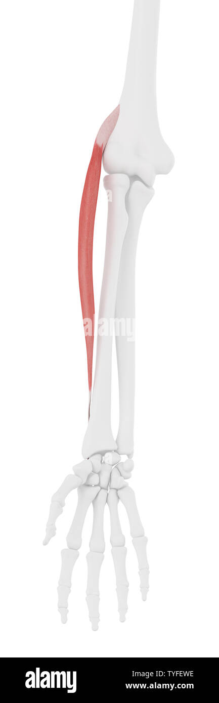 3d rendered medically accurate illustration of the Extensor Carpi ...