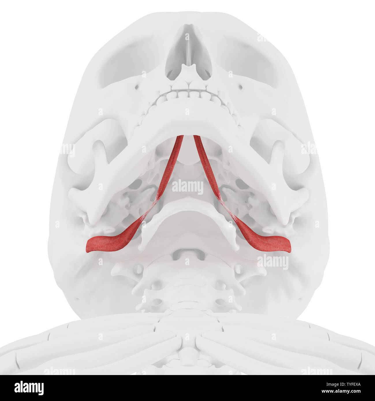 3d rendered medically accurate illustration of the Digastric Stock ...