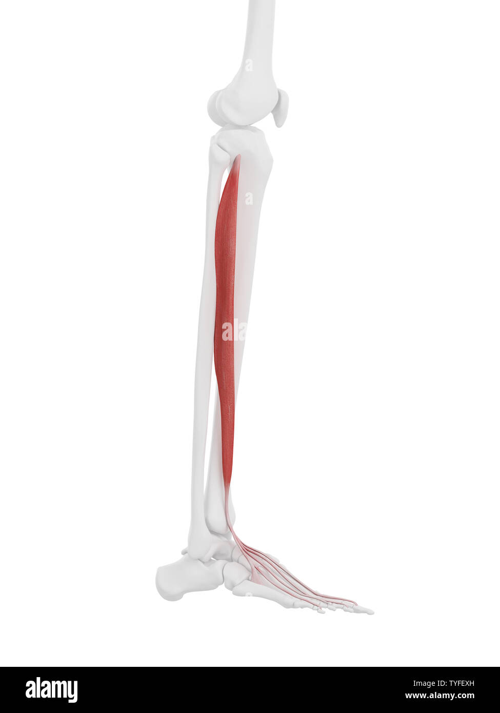 Extensor digitorum longus tendons hi-res stock photography and images ...