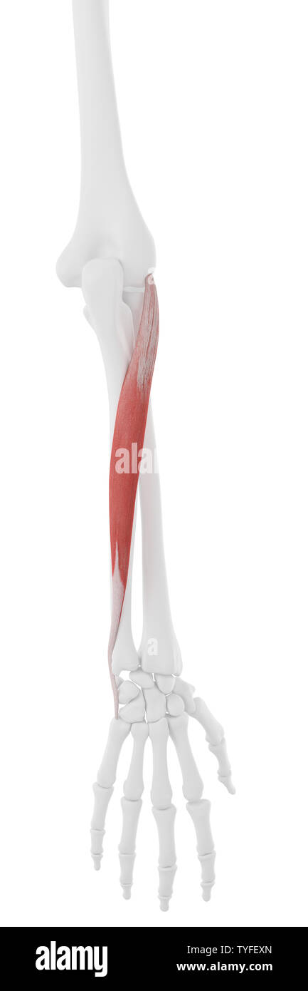 3d rendered medically accurate illustration of the Extensor Carpi ...