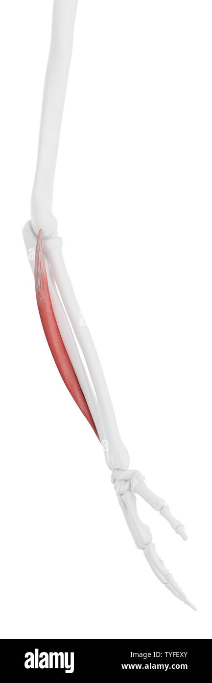 Extensor carpi ulnaris muscle Cut Out Stock Images & Pictures - Alamy