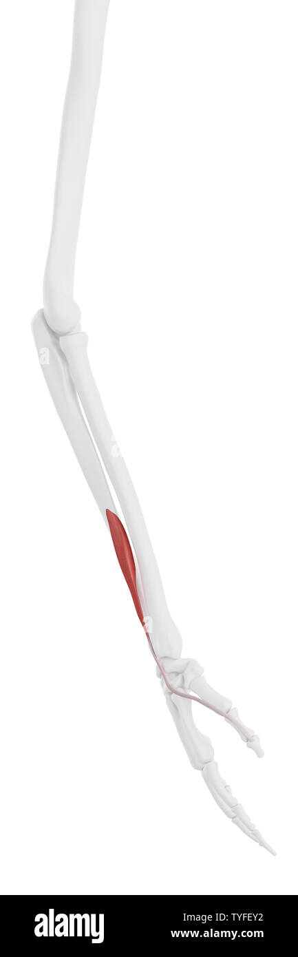 Pollicis longus illustration hi-res stock photography and images - Alamy