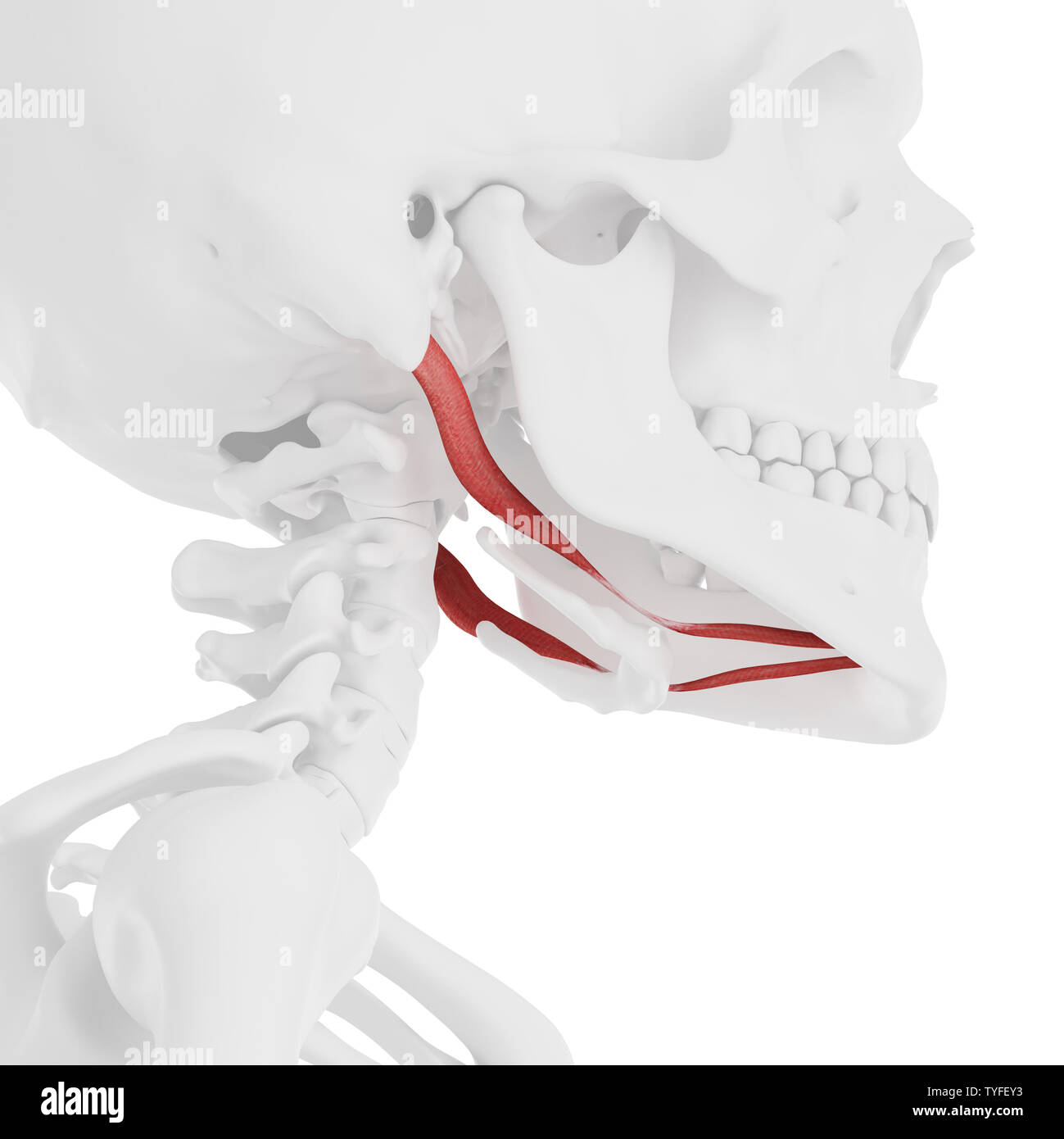3d rendered medically accurate illustration of the Digastric Stock ...