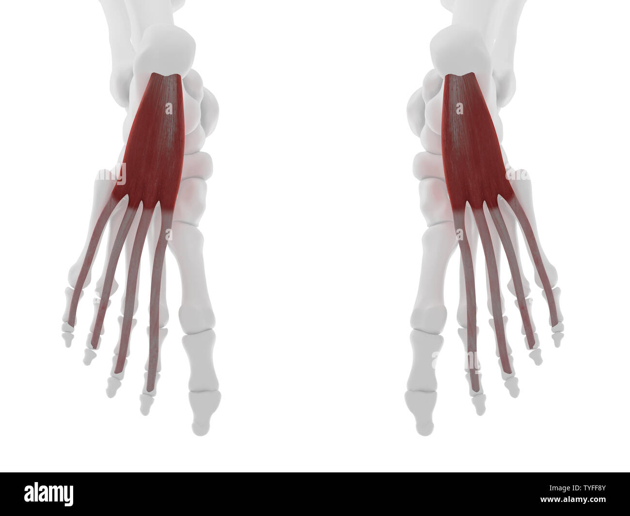 3d rendered medically accurate illustration of the Flexor Digitorum ...