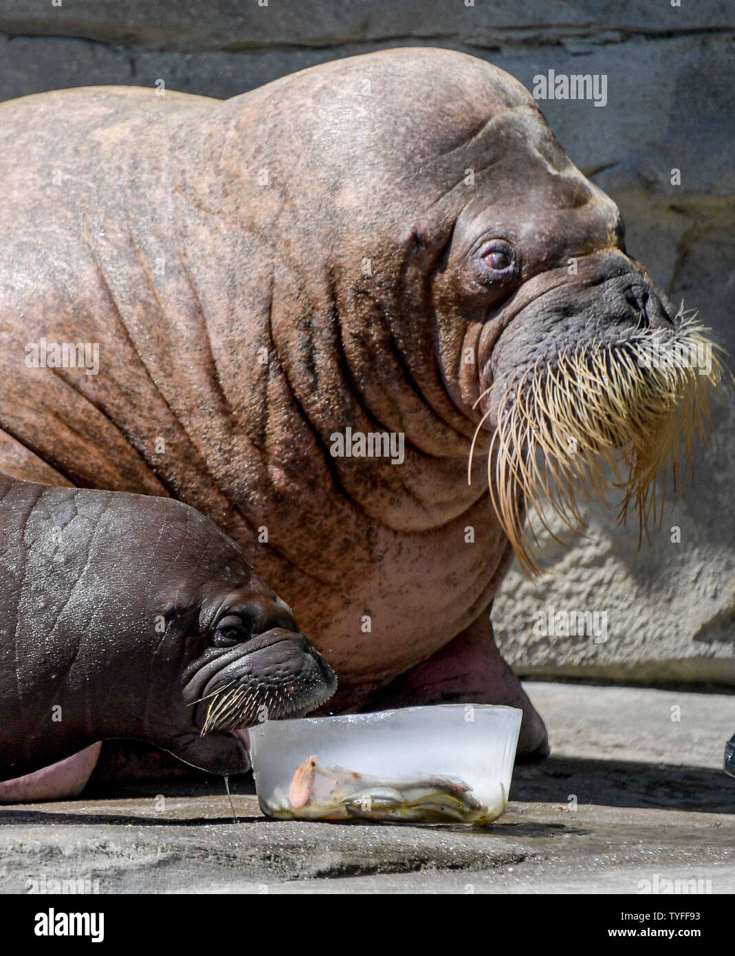 Hamburg, Germany. 26th June, 2019. Walrus lady Polossa licks in the zoo ...