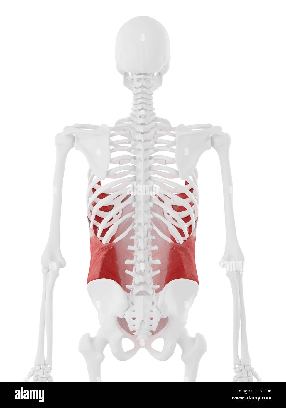 3d rendered medically accurate illustration of the External Oblique ...