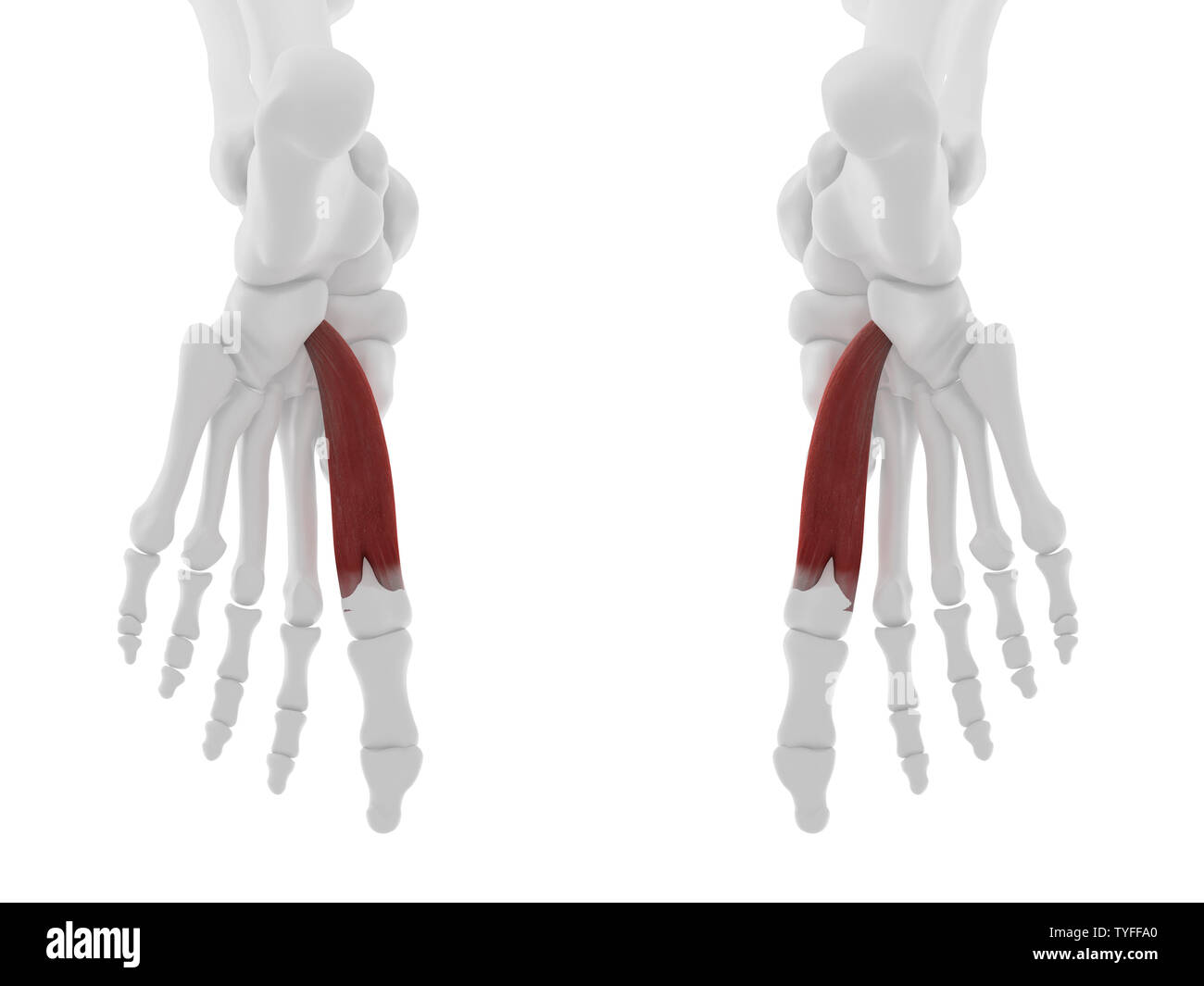 Flexor hallucis brevis hi-res stock photography and images - Alamy