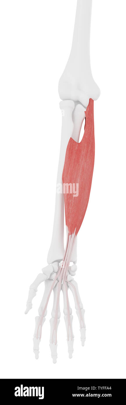 Flexor digitorum superficialis hi-res stock photography and images - Alamy