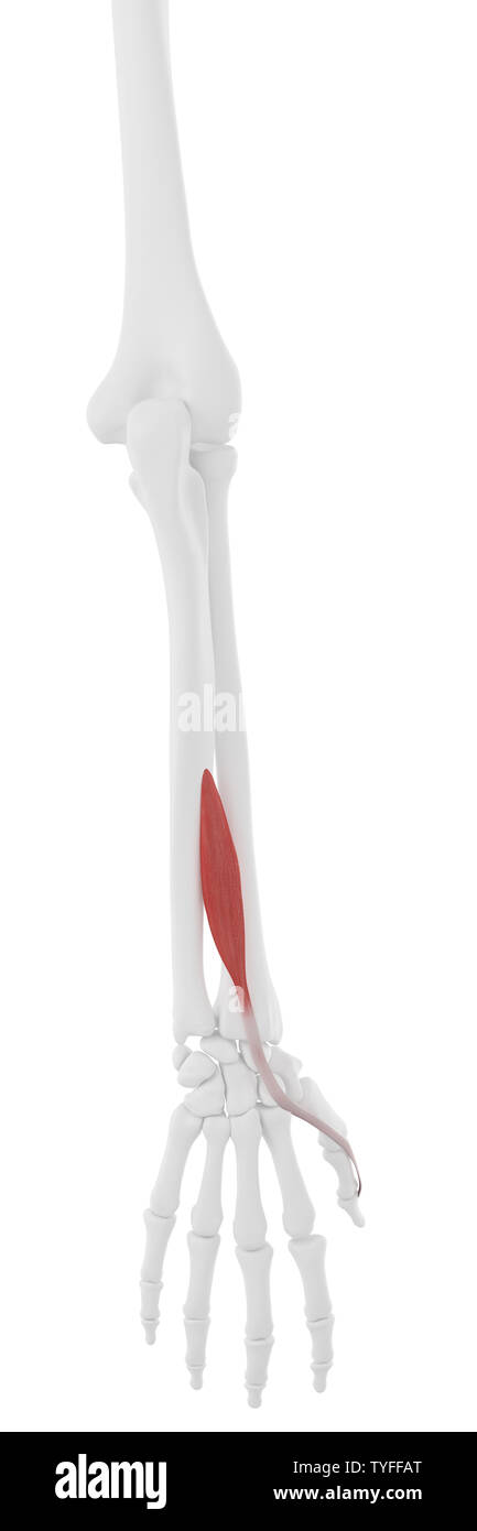 3d rendered medically accurate illustration of the Pollicis Longus ...