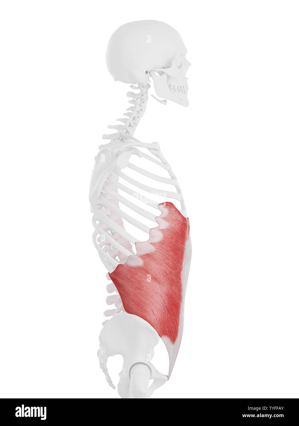 3d rendered medically accurate illustration of the External Oblique ...
