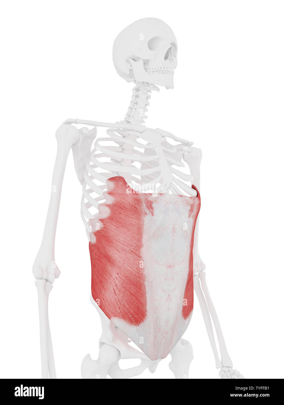 3d rendered medically accurate illustration of the External Oblique ...