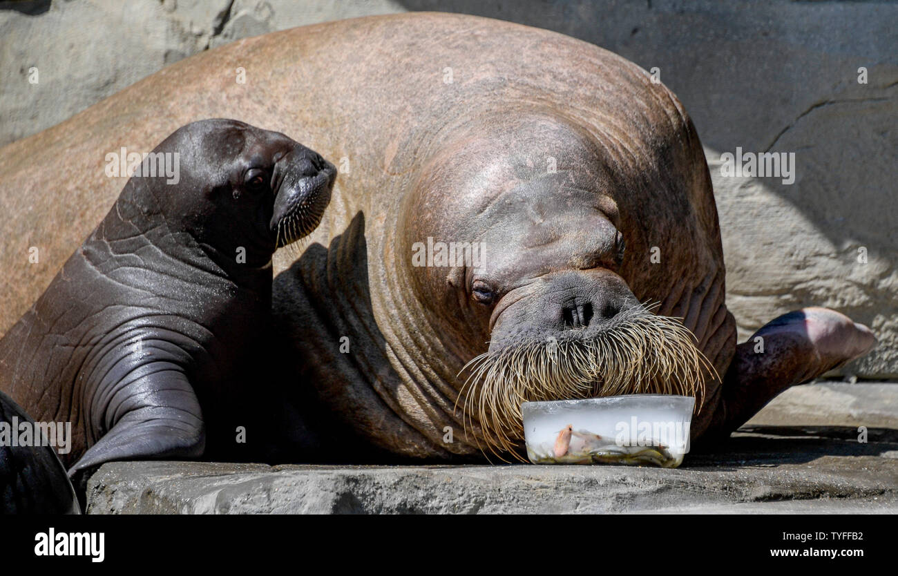 Hamburg, Germany. 26th June, 2019. Walrus lady Polossa and her ...