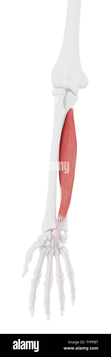 Flexor digitorum profundus hi-res stock photography and images - Alamy