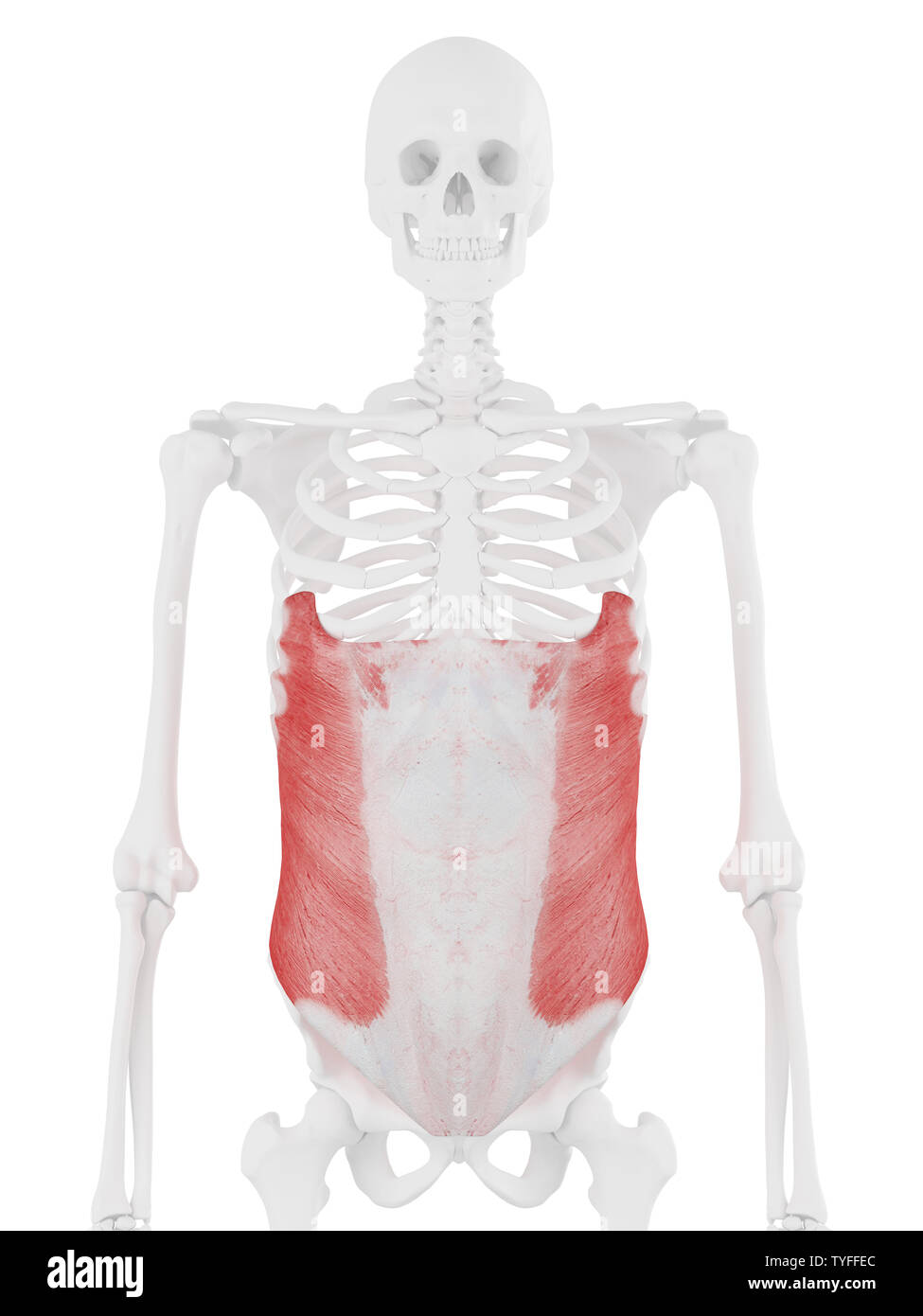 Anterior oblique Cut Out Stock Images & Pictures - Alamy