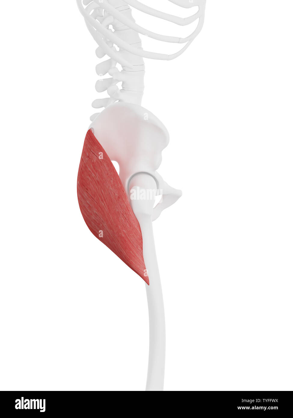 3d rendered medically accurate illustration of the Gluteus Maximus ...