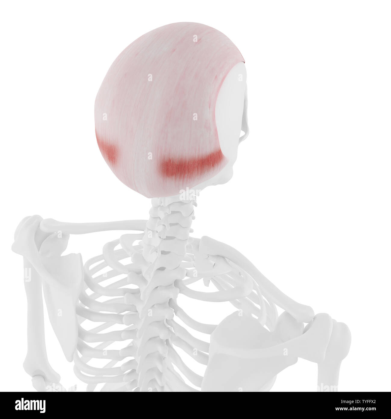 Frontalis Muscle High Resolution Stock Photography and Images - Alamy