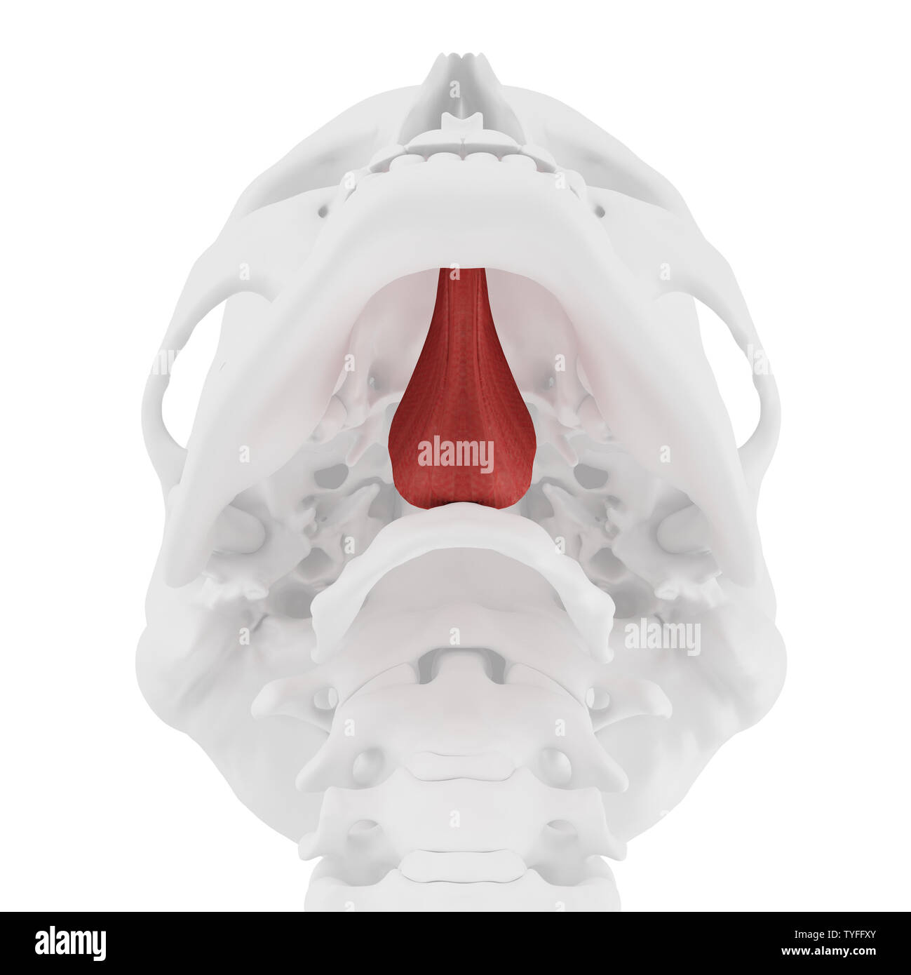 3d rendered medically accurate illustration of the Genioglossus Stock ...