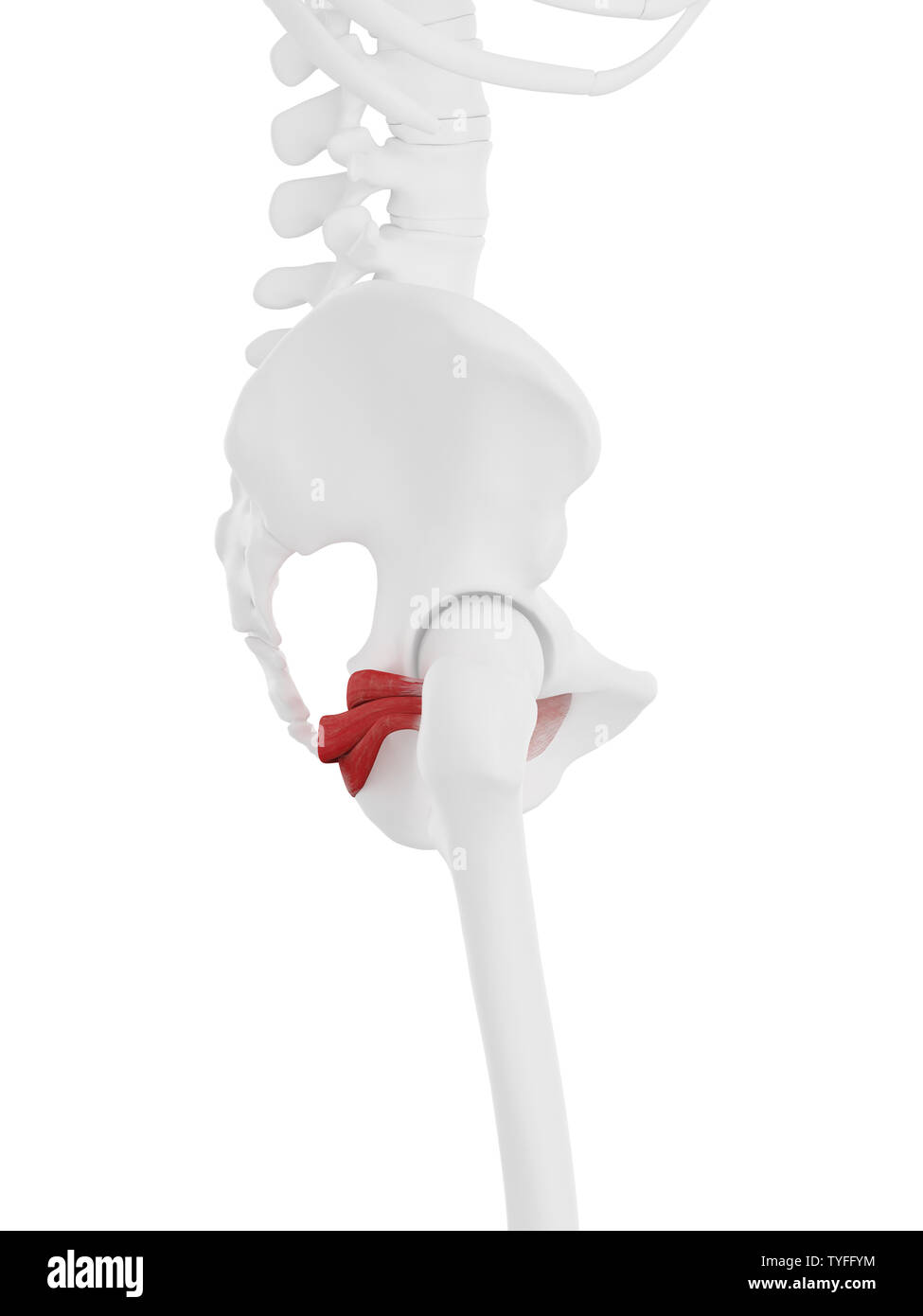 3d rendered medically accurate illustration of the Gemellus Muscles ...