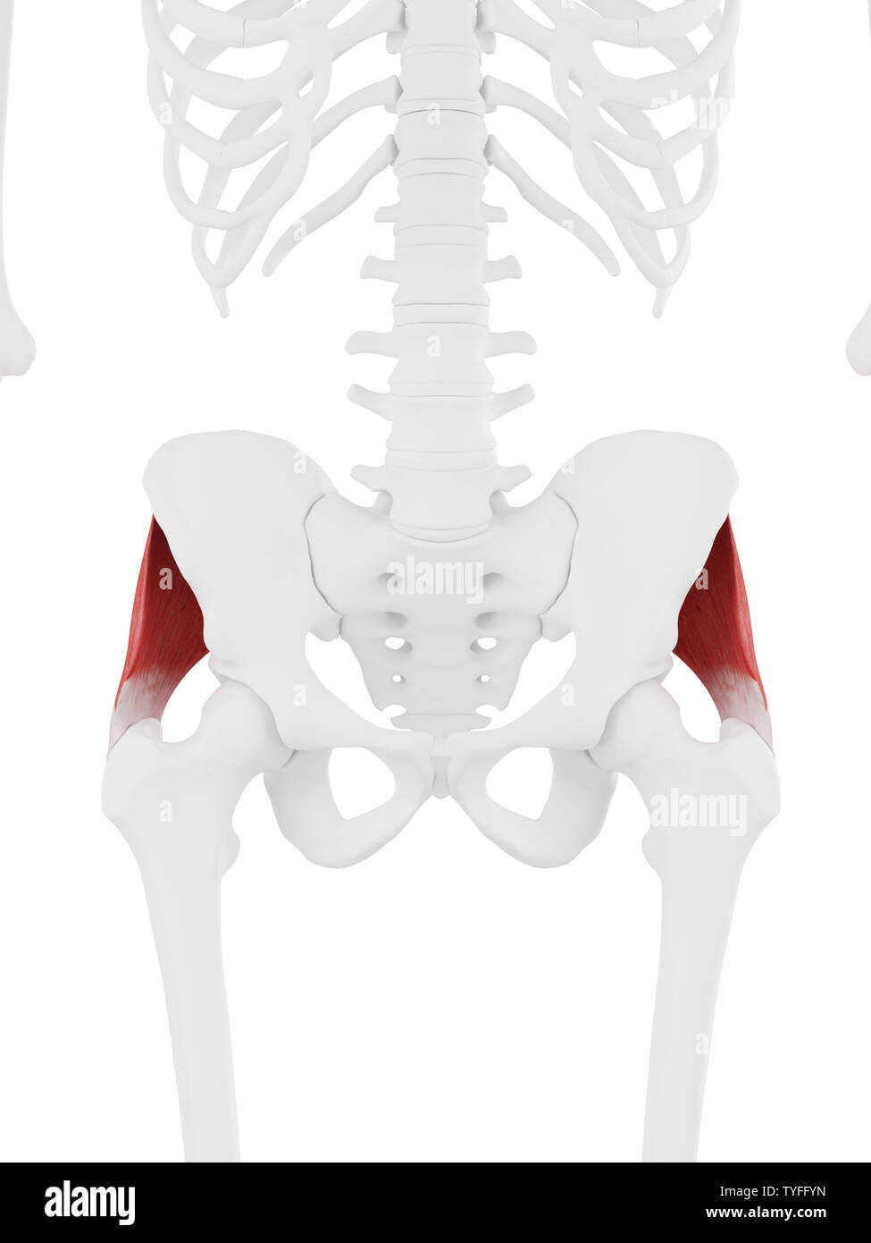 3d rendered medically accurate illustration of the Gluteus Medius Stock ...