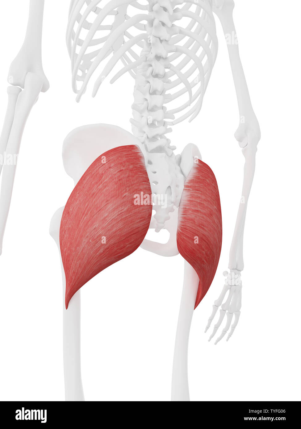 3d rendered medically accurate illustration of the Gluteus Maximus ...