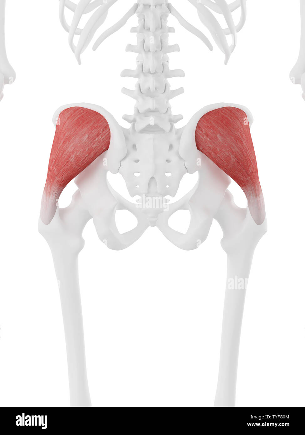 3d rendered medically accurate illustration of the Gluteus Medius Stock ...