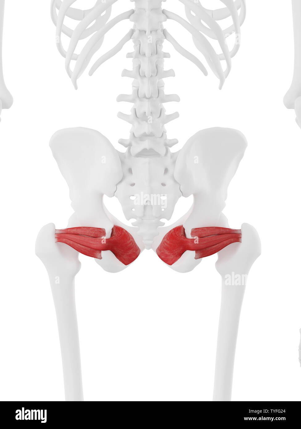 Superficial muscles hi-res stock photography and images - Alamy