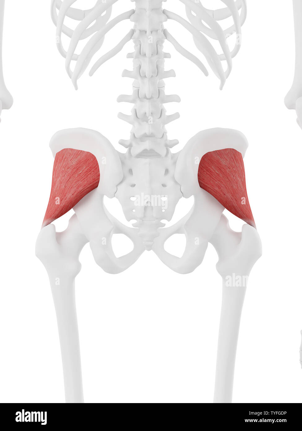 Gluteus minimus hi-res stock photography and images - Alamy