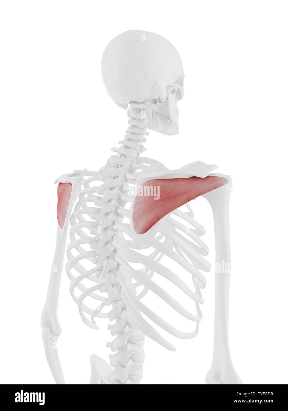 3d rendered medically accurate illustration of the Infraspinatus Stock ...