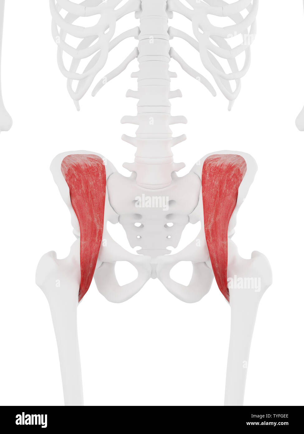 3d rendered medically accurate illustration of the Iliacus Stock Photo ...