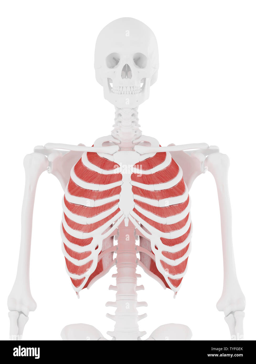 Intercostals hi-res stock photography and images - Alamy