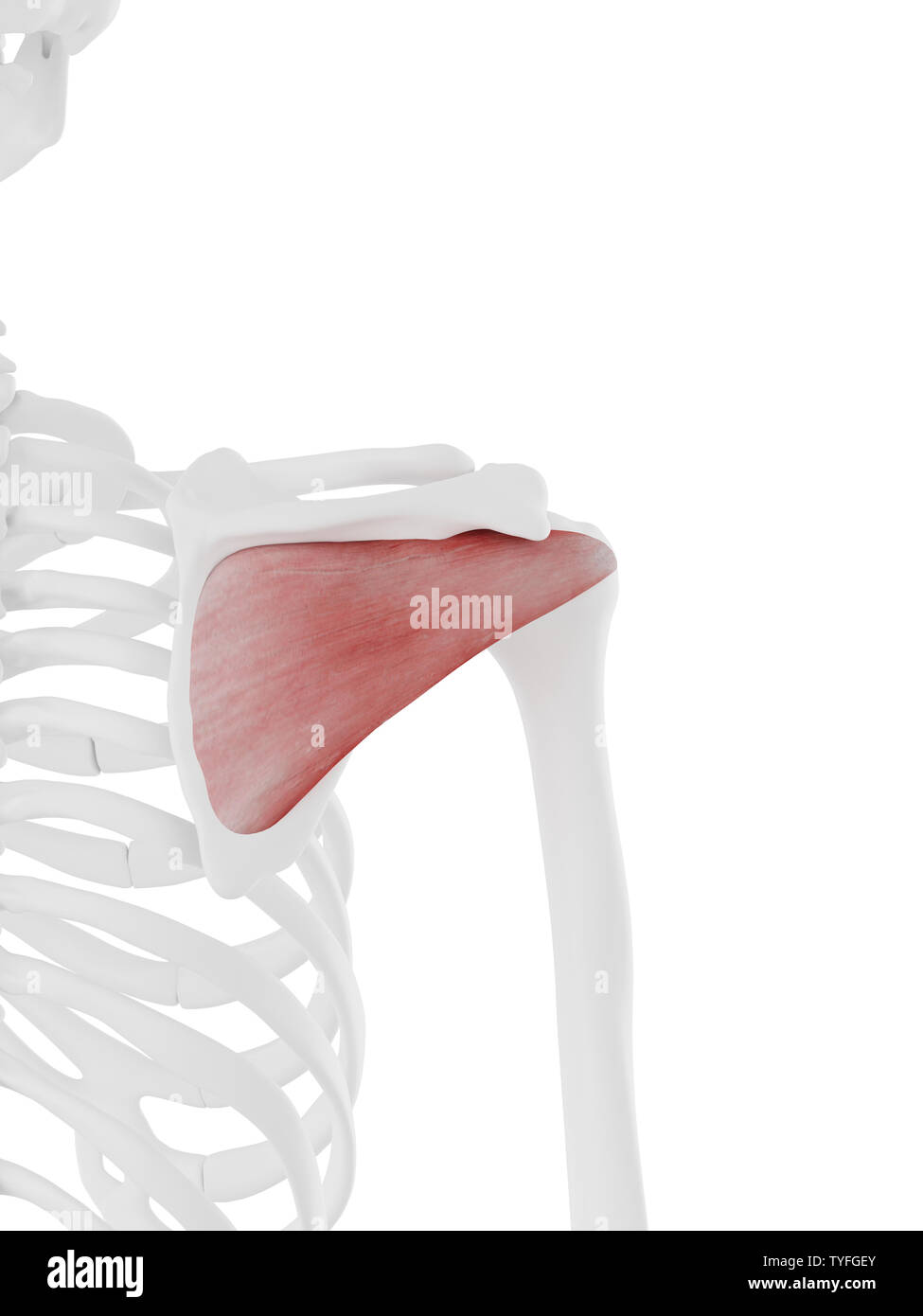 3d rendered medically accurate illustration of the Infraspinatus Stock ...