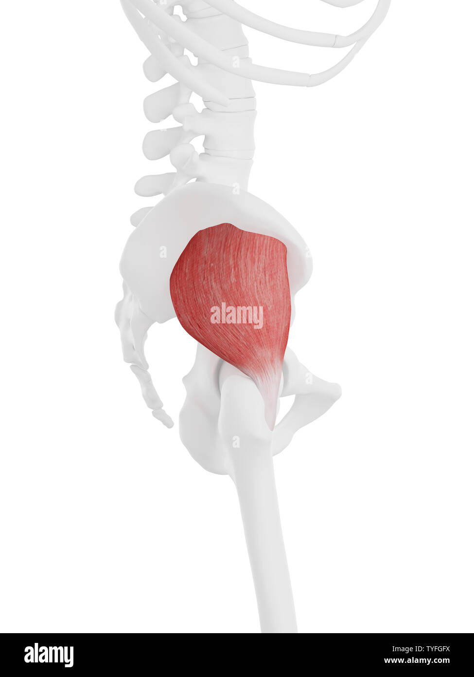 3d rendered medically accurate illustration of the Gluteus Minimus ...