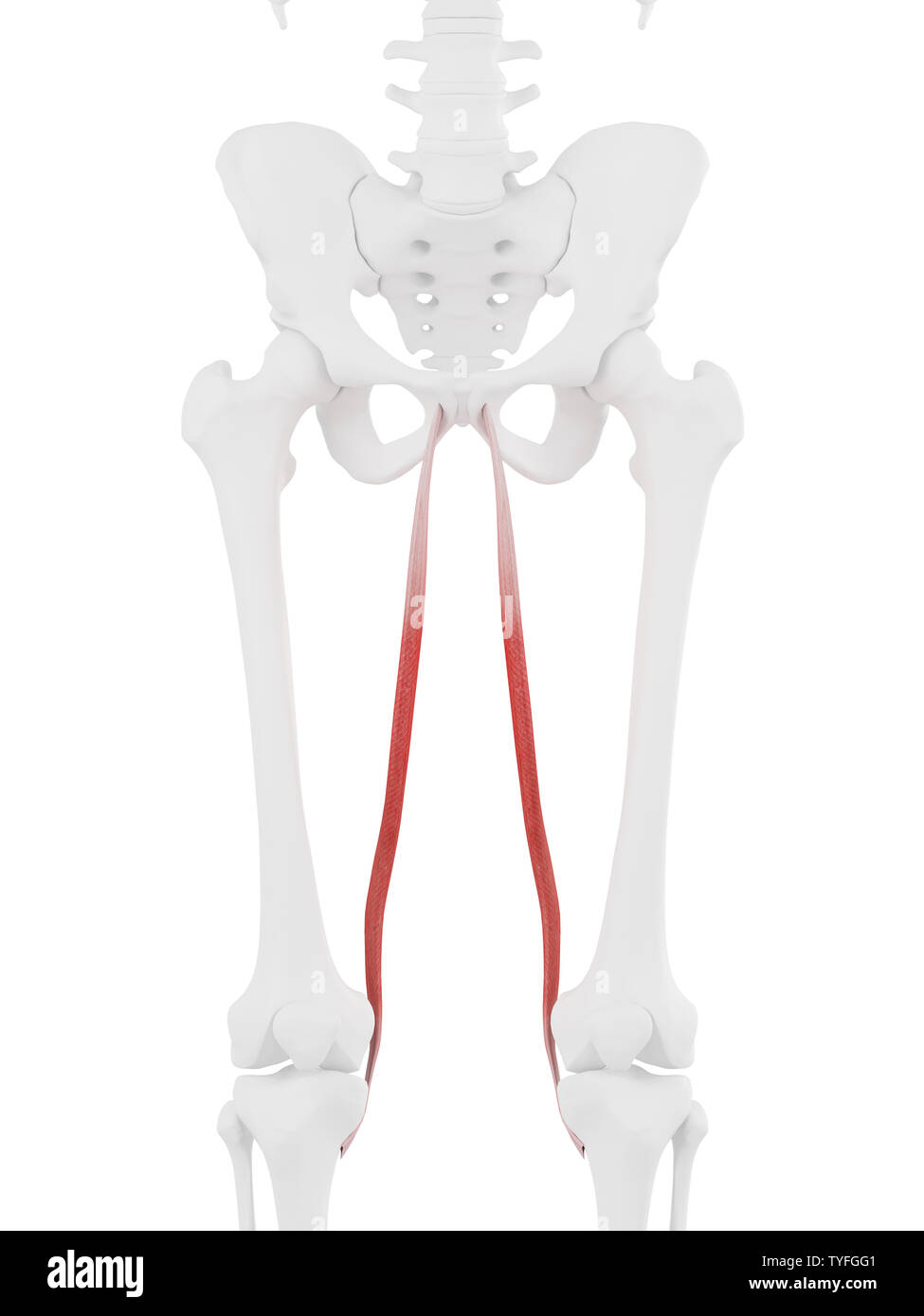 Gracilis Muscle High Resolution Stock Photography and Images - Alamy