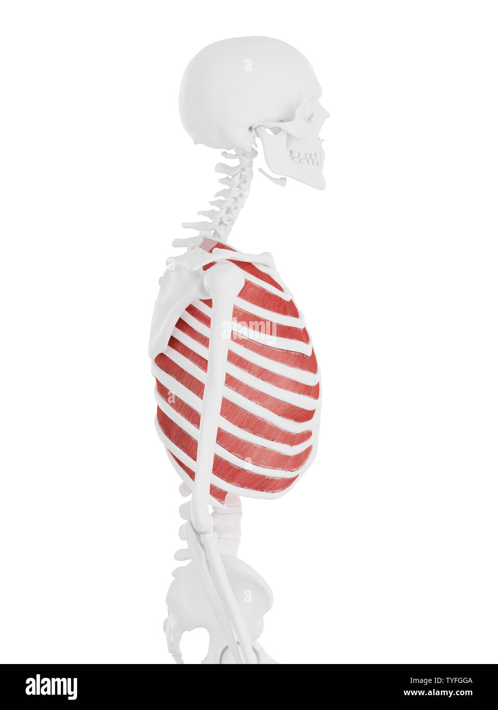 3d rendered medically accurate illustration of the Inner Intercostals ...